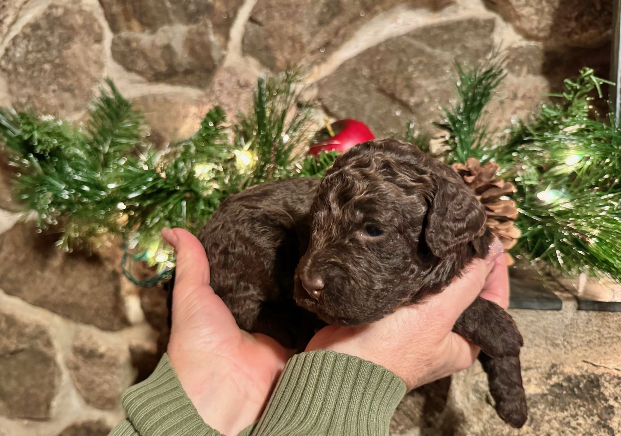 Tinsel at 2 weeks old!! Boy